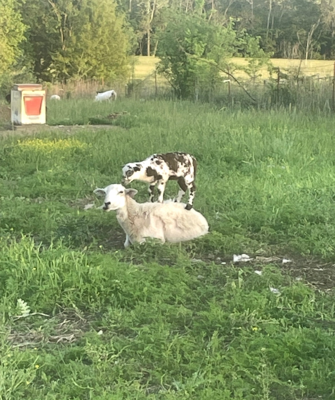 Lucas Farms FAQ – Lucas Farms LLC